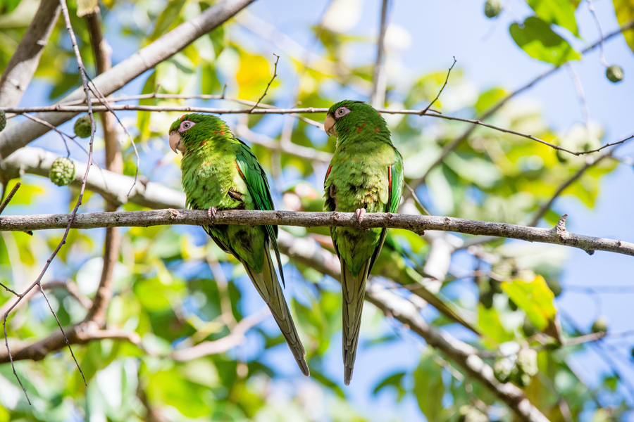 Cuba | Cuba`s Birding Hotspots