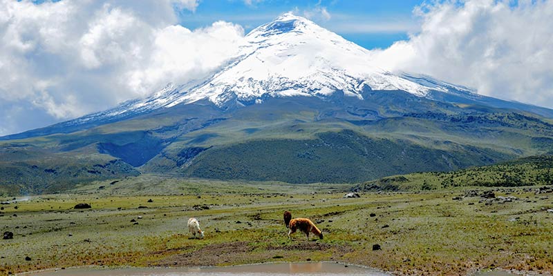 Ecuador | Road Scholar Trip Extension: Cotopaxi National Park - Among ...