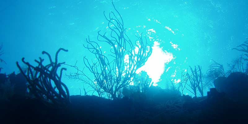 Experiential Learning in Belize: Marine and Terrestrial Science