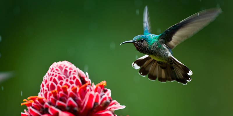 Costa Rica | Tropical Rainforest Photography