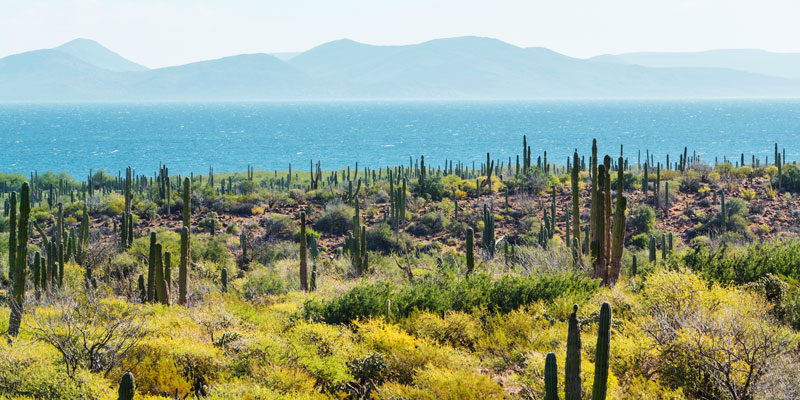 Mexico | The Baja Peninsula: Whale Encounters and Desert Landscapes