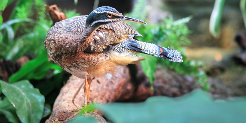Costa Rica | Neotropical Birding: Sarapiquí, Carara, and San Gerardo de ...