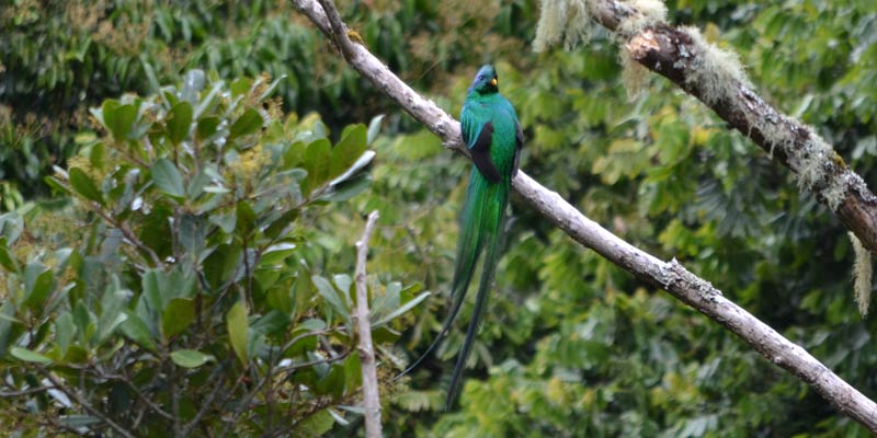 Costa Rica Adventure with Pressel Field Explorers