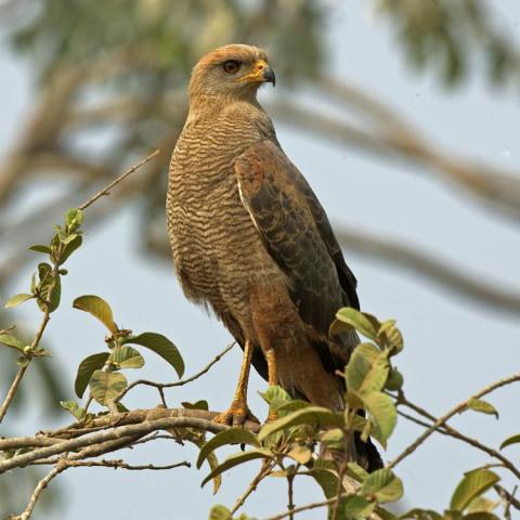 Join a trip | Holbrook Travel